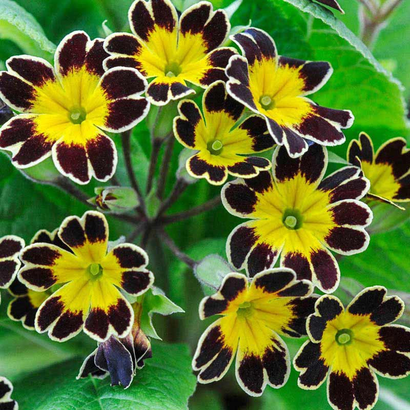 Bumble Bee Primrose | Shop Flowers for Shade | Spring Hill Nurseries ...