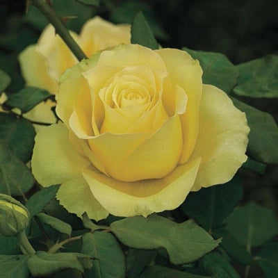 St Patrick Rose March Flowers | Braman's Wanderings