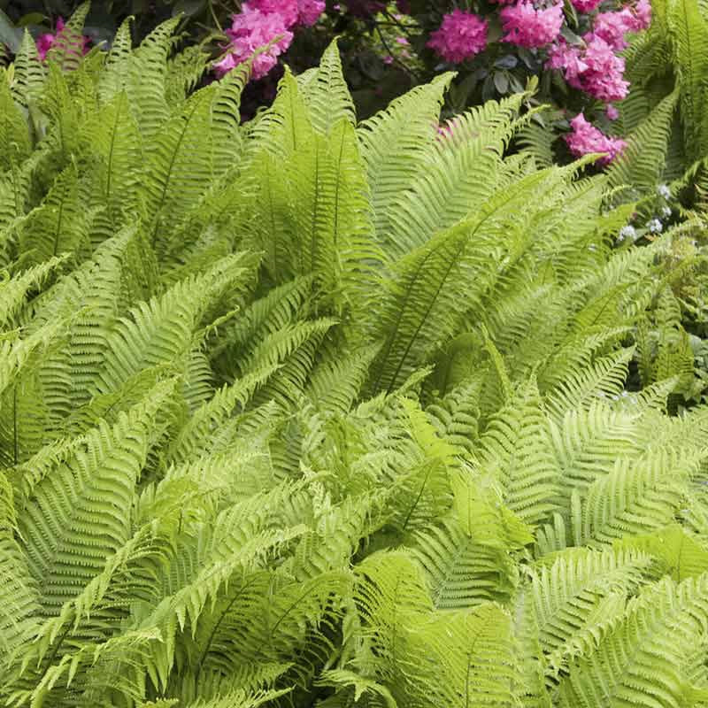 Buy Ostrich Fern at Spring Hill Nursery