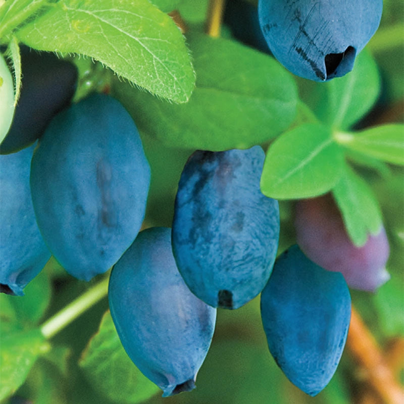 Honeyberries | Fruiting Perennials | Spring Hill – Spring Hill Nursery