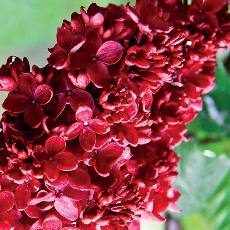Congo French Lilac Shrub - Buy Lilac Bushes | Spring Hill Nurseries ...