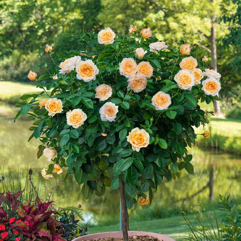 Edith's Darling Tree Rose | Shop Roses | Spring Hill – Spring Hill Nursery