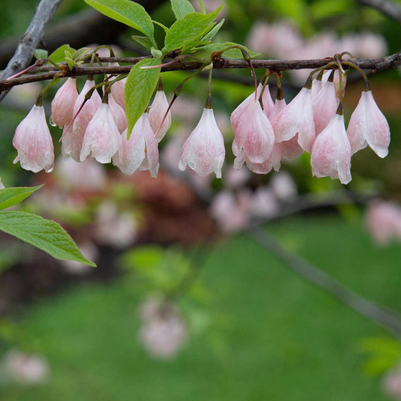 Pink Mountain Silverbell Tree - Buy Flowering Trees |Spring Hill ...