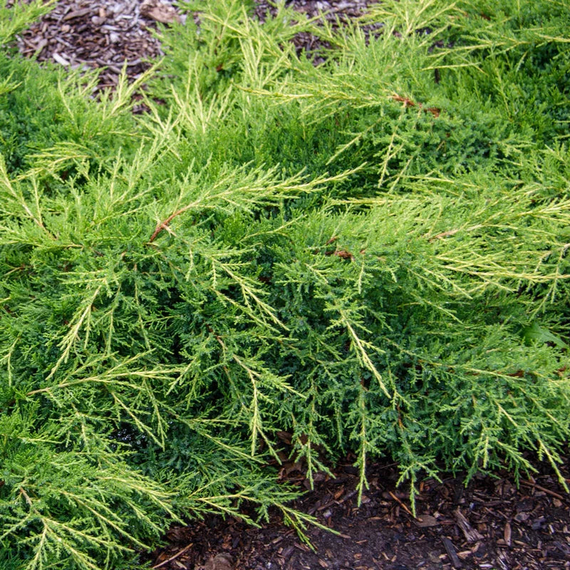 Daub's Frosted Juniper – Spring Hill Nursery
