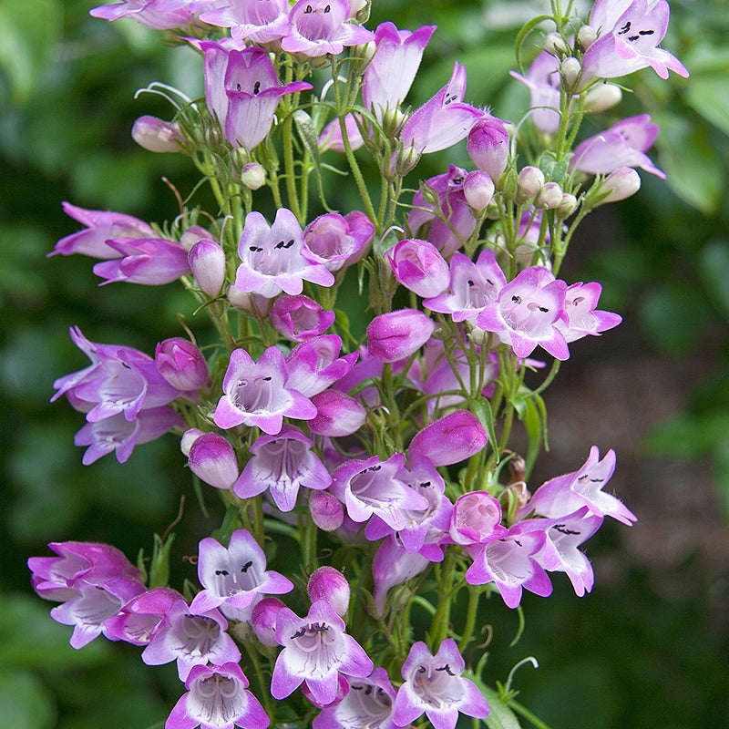 Sunburst Ruby Penstemon | Spring Hill Nurseries – Spring Hill Nursery