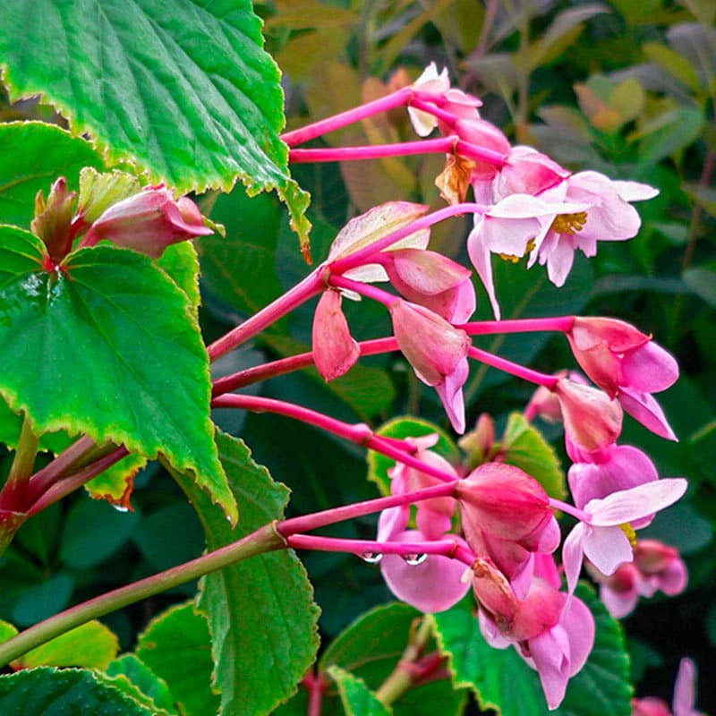 Hardy Begonia - Perennials| Spring Hill Nurseries – Spring Hill Nursery