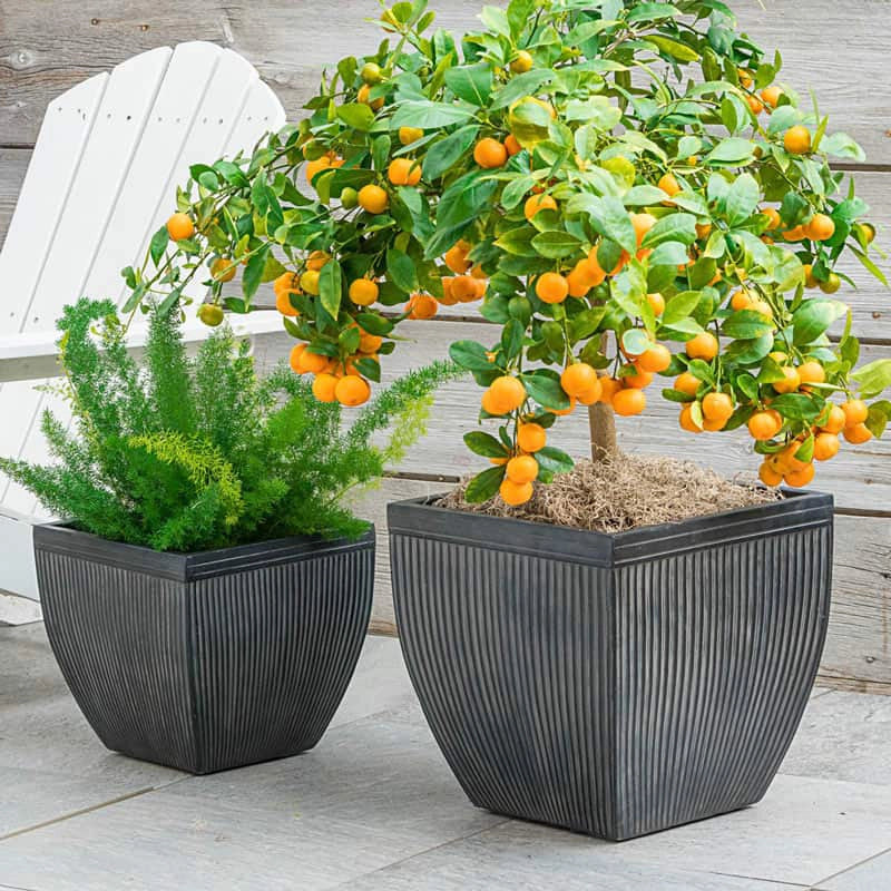 Calamondin Orange Tree | Spring Hill Nurseries – Spring Hill Nursery