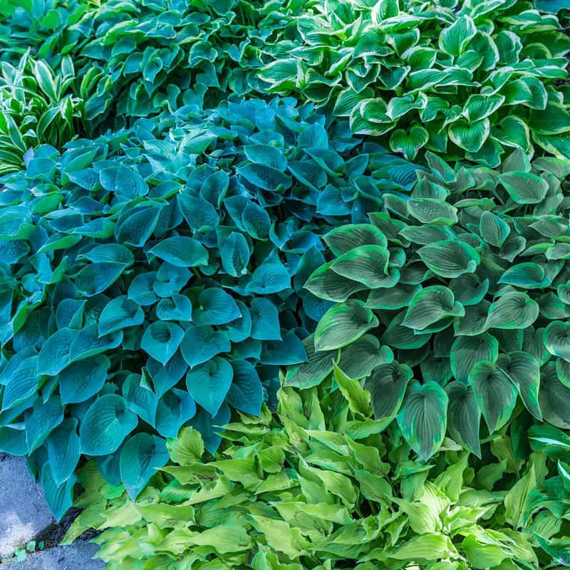 Verdant Medley Hosta Collection | Spring Hill Nurseries – Spring Hill ...