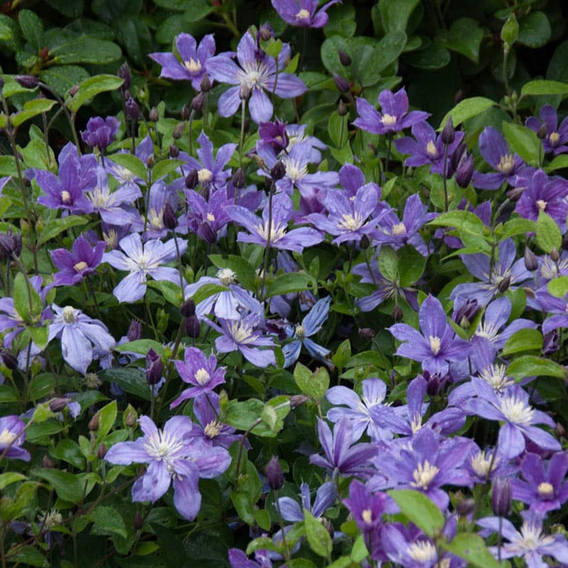 Clematis Arabella - Buy Clematis Vines | Spring Hill Nurseries – Spring ...