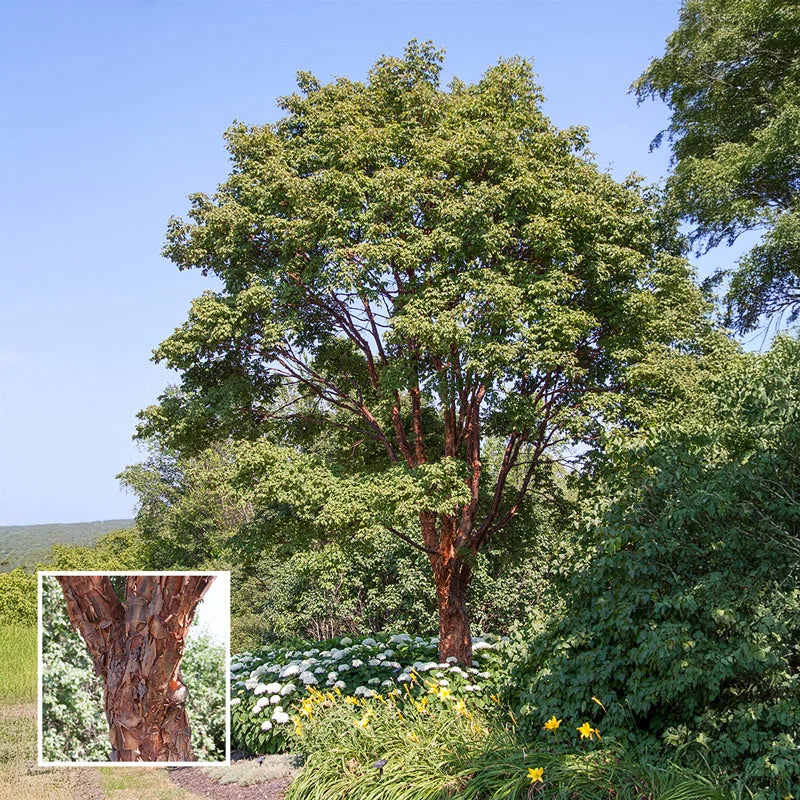 Paperbark Maple – Spring Hill Nursery