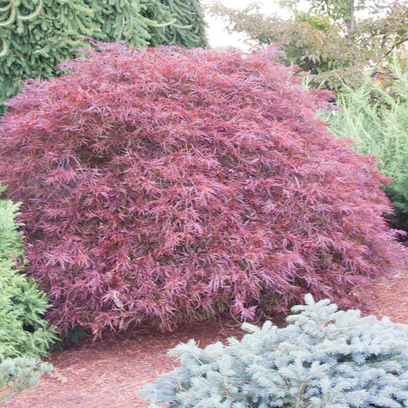 Red Dragon Japanese Maple | Spring Hill Nurseries – Spring Hill Nursery