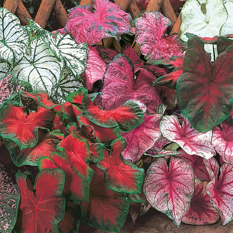 Mixed Caladiums - Spring Hill Nursery