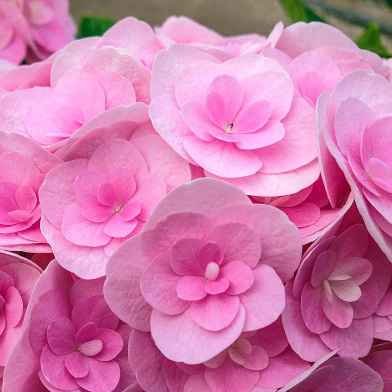 Hydrangea Love - Shrubs | Spring Hill Nurseries – Spring Hill Nursery