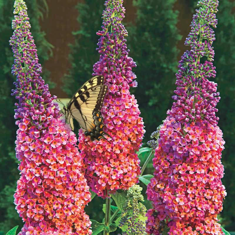 Kaleidoscope Butterfly Bush | Spring Hill Nurseries – Spring Hill Nursery