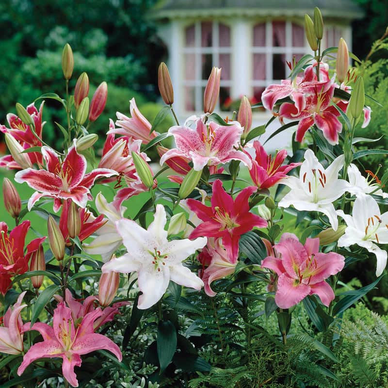 Lily Cutting Garden - Flower Bulbs | Spring Hill Nurseries – Spring ...