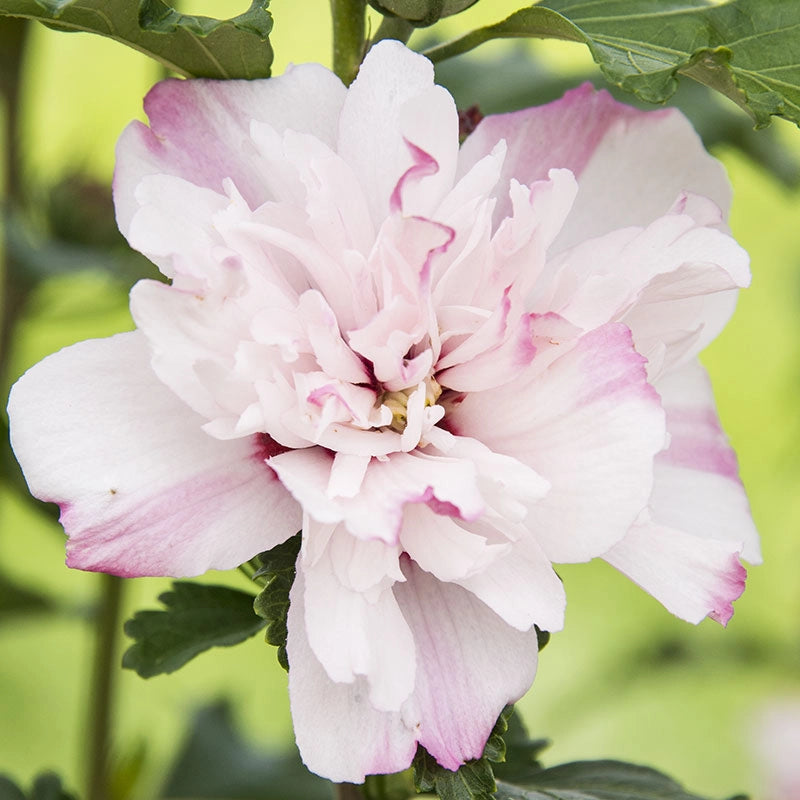 Peppermint Smoothie Hibiscus | Rose of Sharon | Spring Hill Nurseries ...