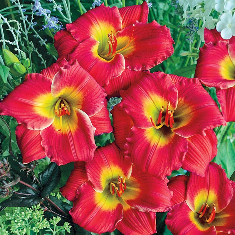 Red Hot Returns Daylily – Perennials | Spring Hill Nurseries – Spring ...