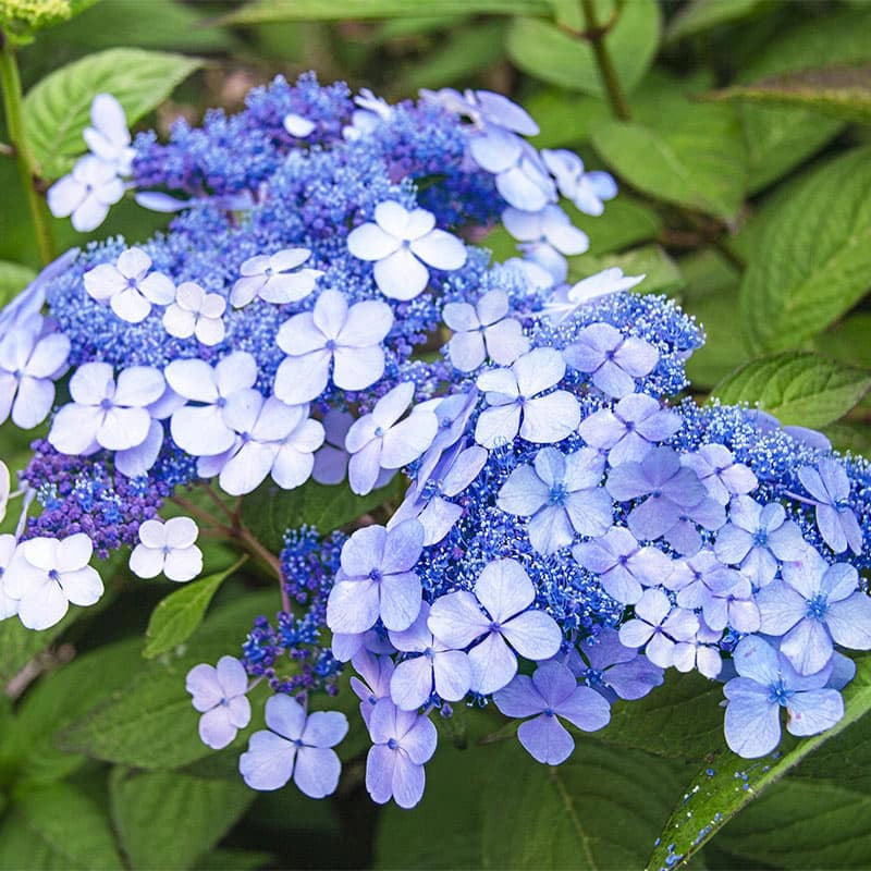 Tellers Blue Hydrangea - Mophead Hydrangeas | Spring Hill – Spring Hill ...