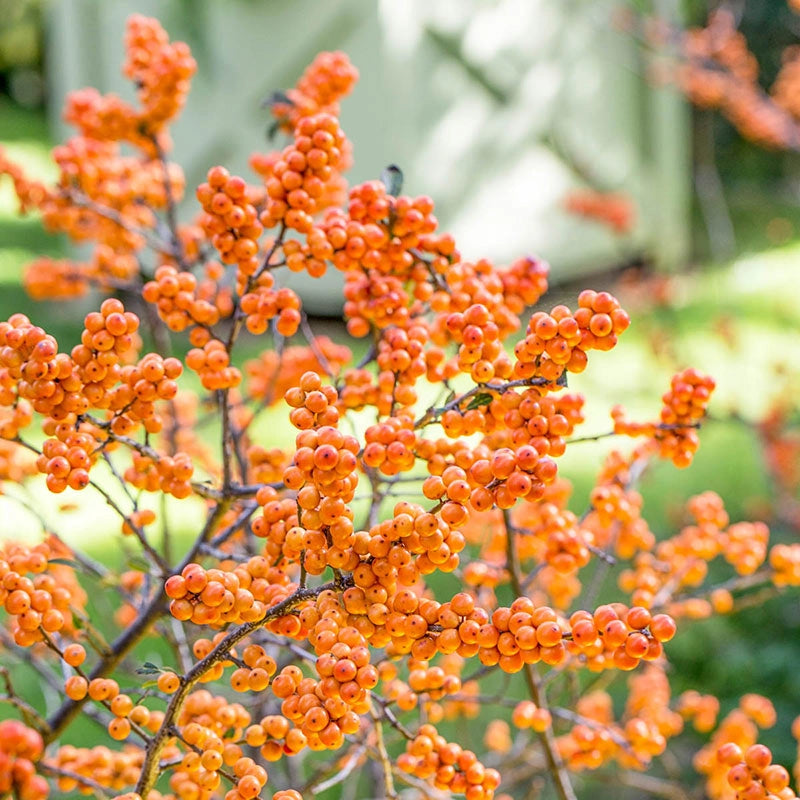 Winter Gold Winterberry Shrub - Buy Shrubs and Hedges | Spring Hill ...