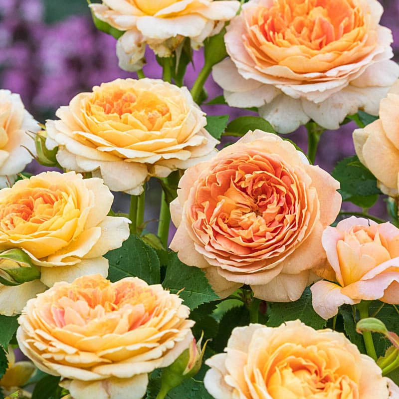 Fun in the Sun™ Grandiflora Rose | Shop Roses | Spring Hill – Spring ...