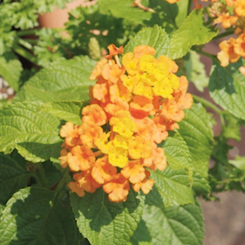Bandito Red Lantana | Shop Annuals | Spring Hill Nurseries – Spring ...