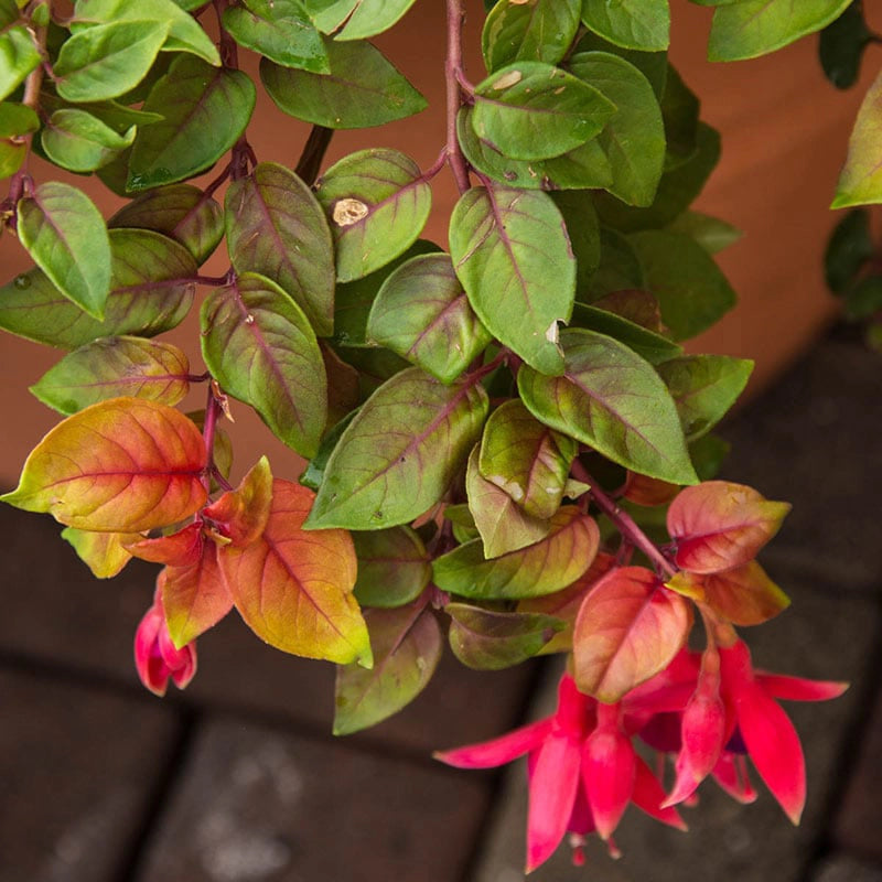 Autumnal Fuchsia — Shop Annuals | Spring Hill Nurseries – Spring Hill ...