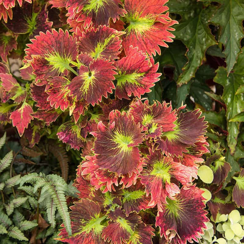 Molten Coral Coleus | Shop Annuals | Spring Hill – Spring Hill Nursery