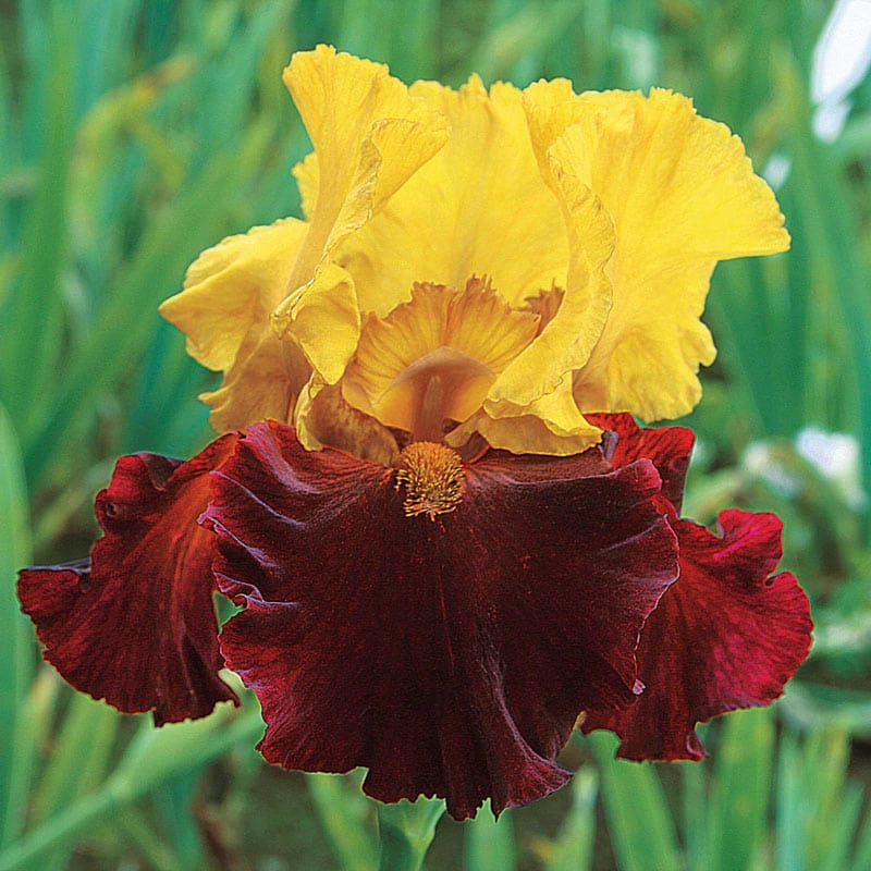 Kathy Chilton Reblooming Bearded Iris | Spring Hill – Spring Hill Nursery