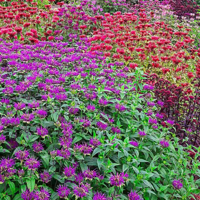 Bee Balm Mix - Bee Balm Plants For Sale | Spring Hill Nurseries ...