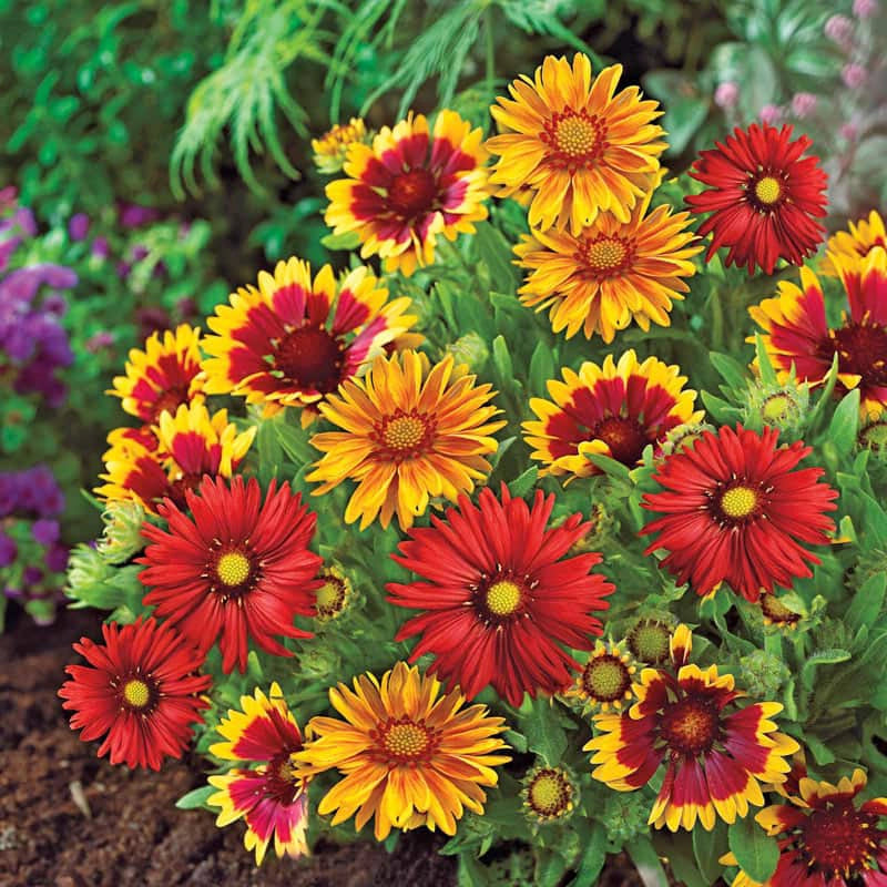 Buy Mixed Gaillardia Border at Spring Hill Nursery
