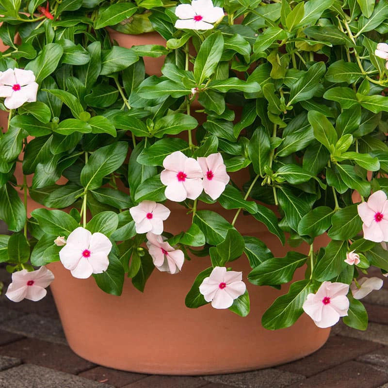 Cora Cascade Peach Blush Vinca | Shop Annuals | Spring Hill – Spring ...
