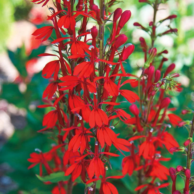 Buy Cardinal Flower at Spring Hill Nursery