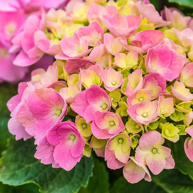 Early Sensation Hydrangea – Spring Hill Nursery