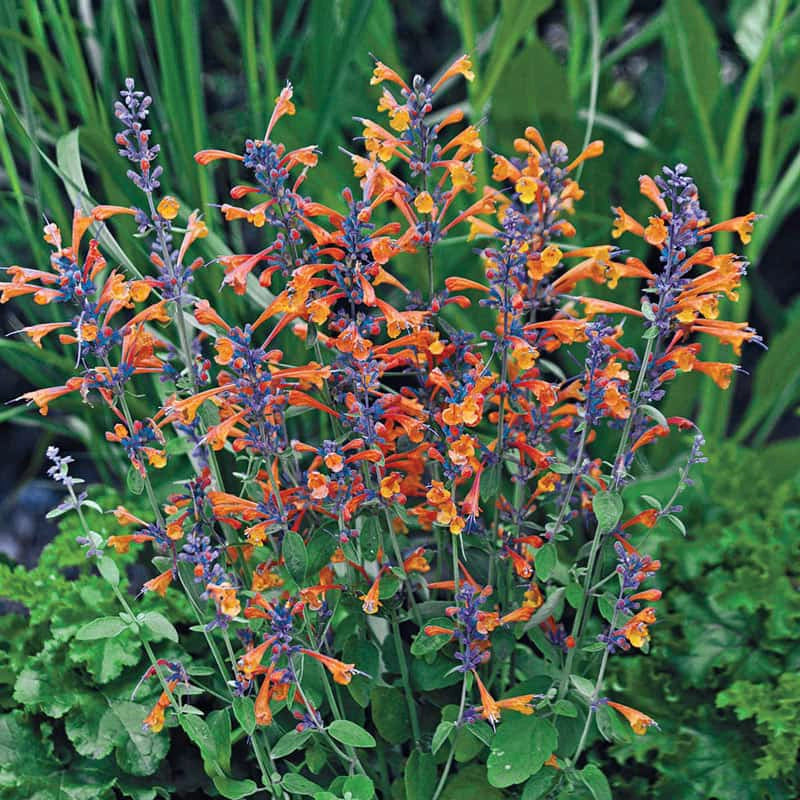 Tango Hummingbird Mint Plant For Sale | Spring Hill Nurseries – Spring ...