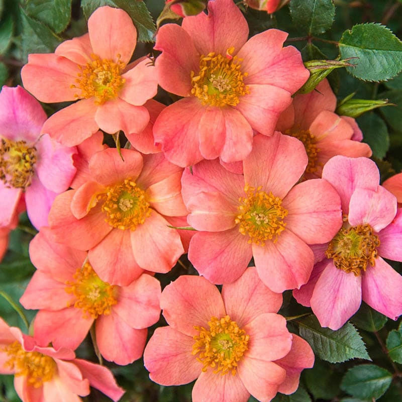 Sunset Happy Trails Groundcover Rose | Spring Hill – Spring Hill Nursery