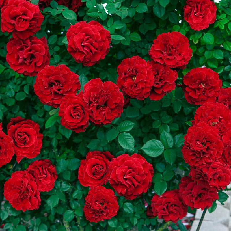 Lady in Red Climbing Rose – Roses | Spring Hill Nurseries – Spring Hill ...