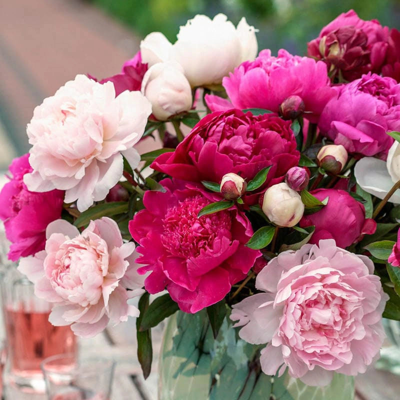 Peony Cutting Doubles – Perennials | Spring Hill Nurseries – Spring ...