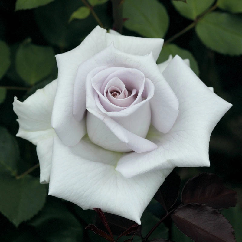 Stainless Steel Hybrid Tea Rose | Jumbo Roses | Spring Hill – Spring ...
