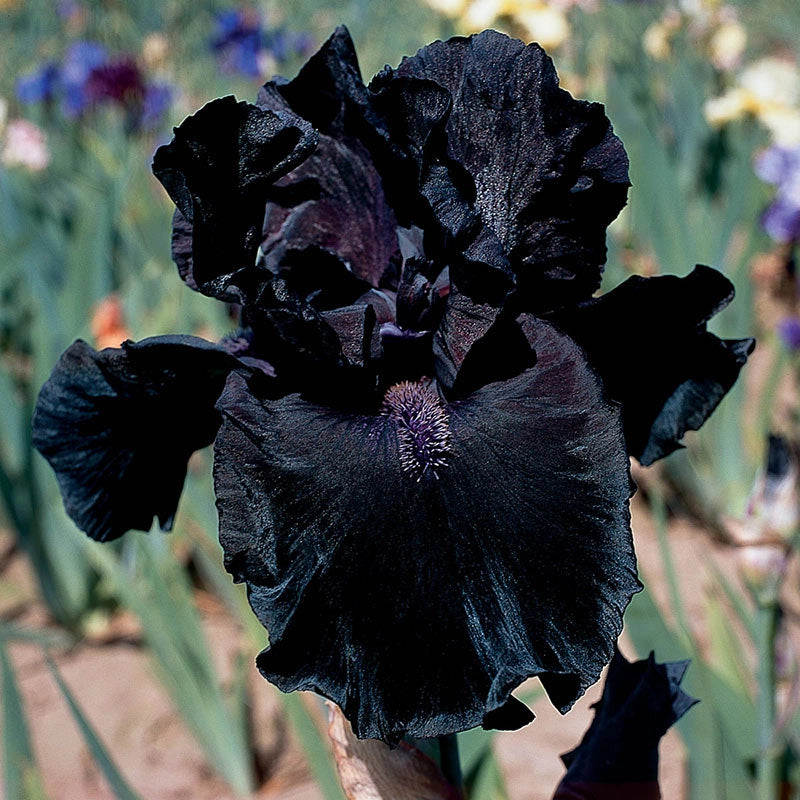 Midnight Oil German Iris - Shop Bearded Iris | Spring Hill – Spring ...