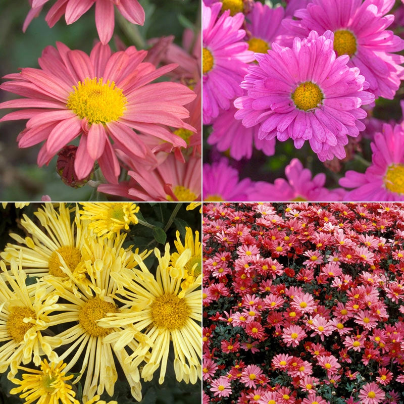 Hardy Mammoth Mum Collection | Spring Hill Nurseries – Spring Hill Nursery