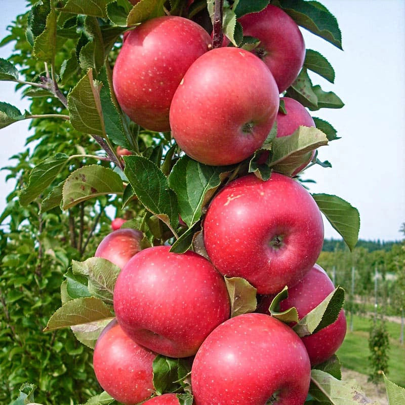 Tasty Red Colonade Urban Apple | Fruit Trees | Spring Hill – Spring ...