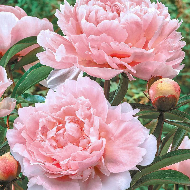 Pillow Talk Peony | Shop Peonies | Spring Hill Nursery