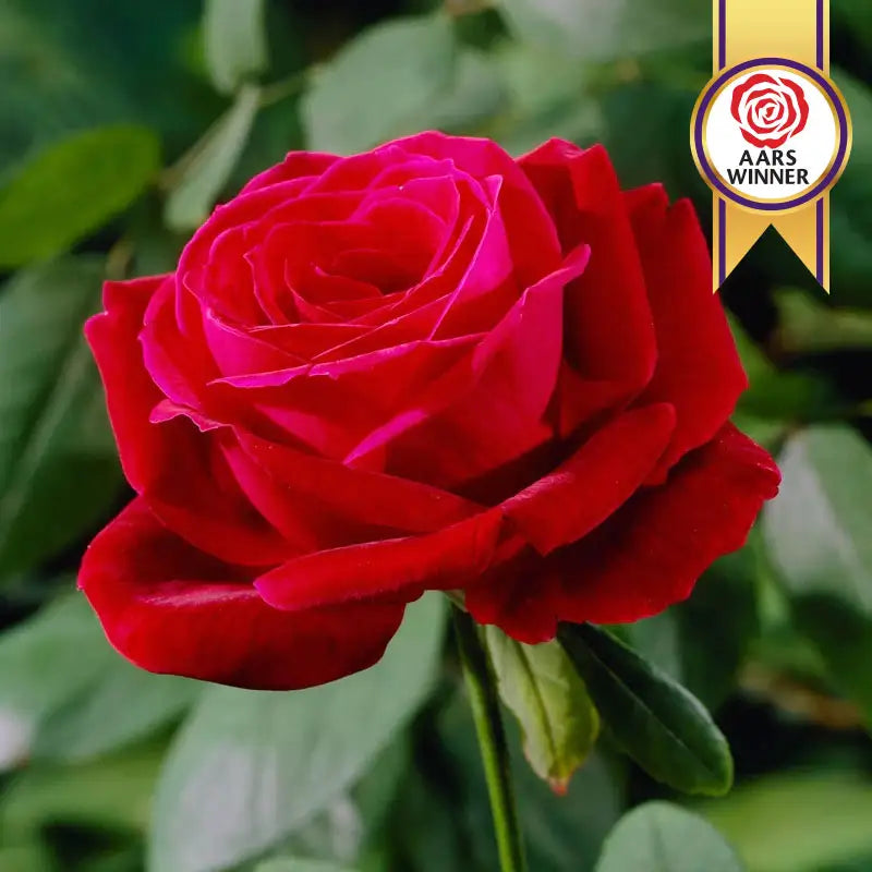 Mr Lincoln Hybrid Tea Rose Rosa Mister Lincoln Mister Lincoln Hybrid