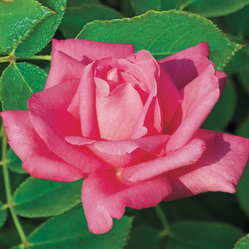 Perfume Delight Rose - Hybrid Tea Rose | Spring Hill Nurseries – Spring ...
