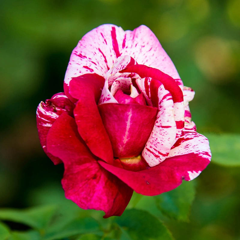 Scentimental Rose - Shop Roses | Spring Hill Nurseries – Spring Hill ...