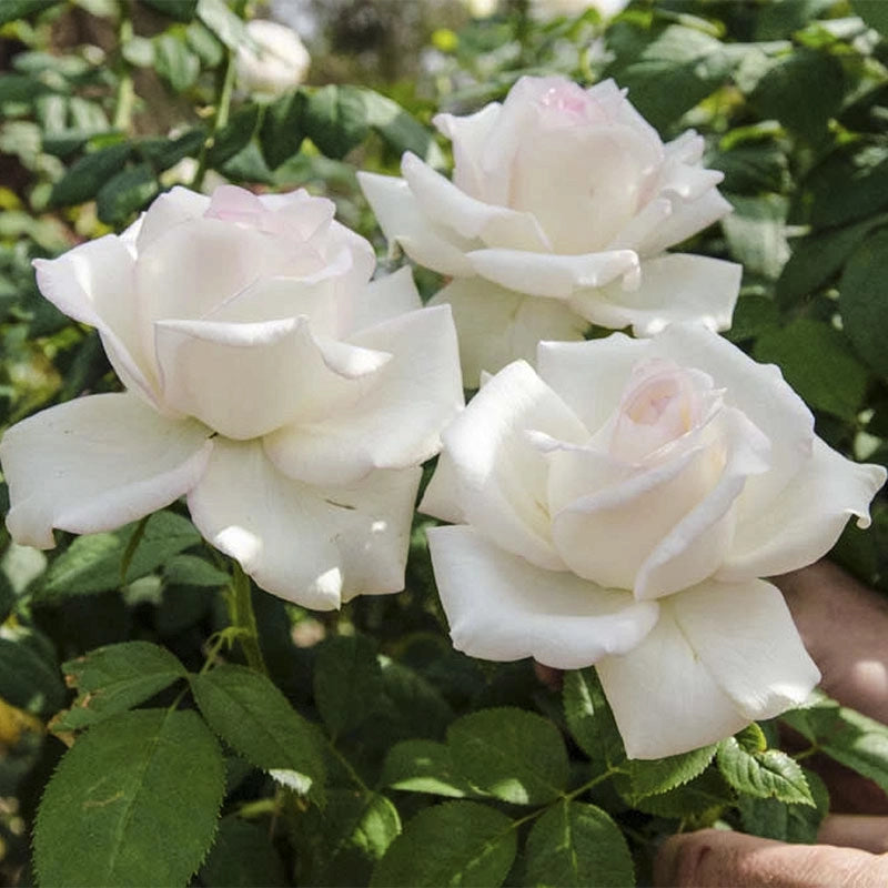 Moonstone Rose Jumbo Bareroot| Spring Hill Nurseries – Spring Hill Nursery