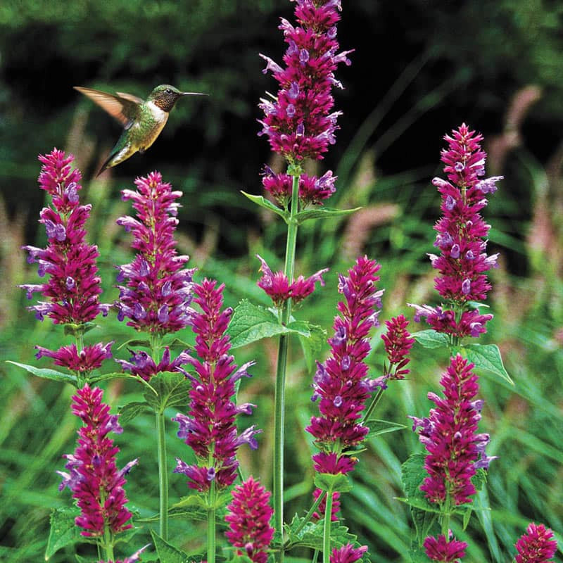 Globetrotter Hummingbird Mint | Spring Hill Nurseries – Spring Hill Nursery
