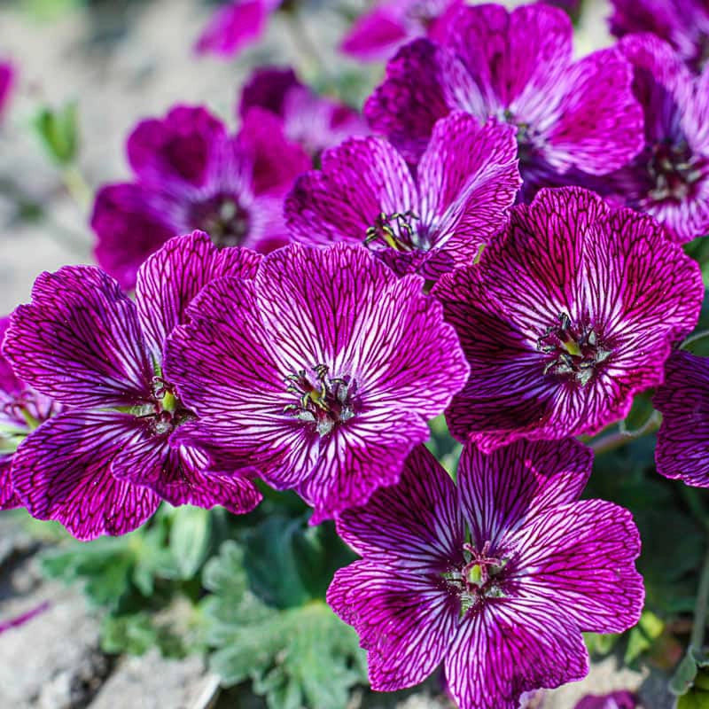 Jolly Jewel Lilac Geranium | Summer Flowers | Spring Hill – Spring Hill ...