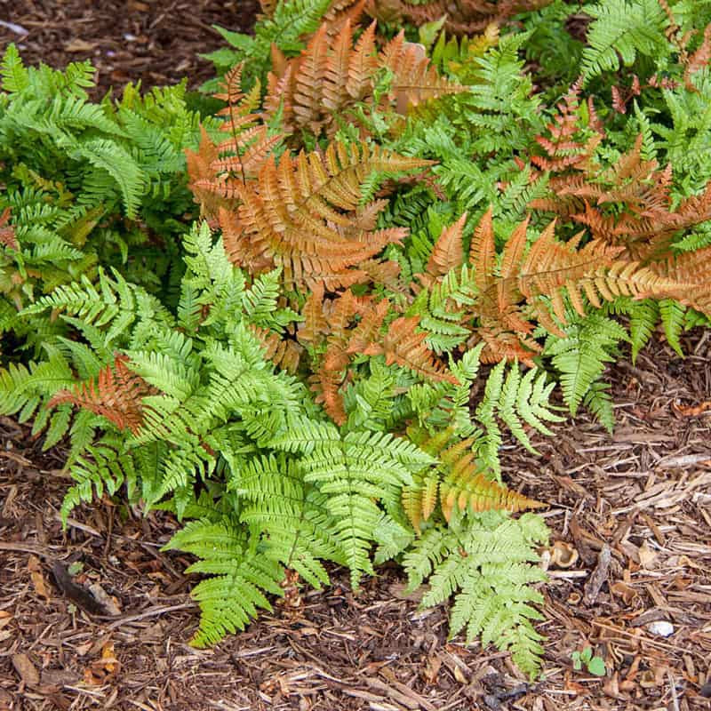 Brilliance Autumn Fern | Shop Shade Plants | Spring Hill – Spring Hill ...