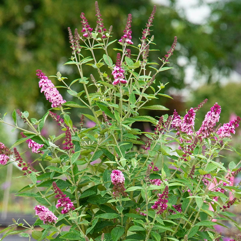 Perfect Pyramid Butterfly Bush | Spring Hill Nurseries – Spring Hill ...